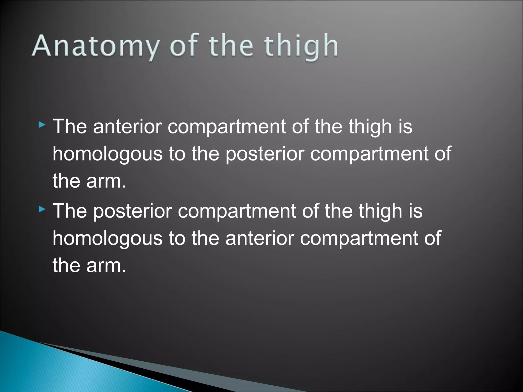 Thigh - Ant.Compartment - Anatomy | PPT