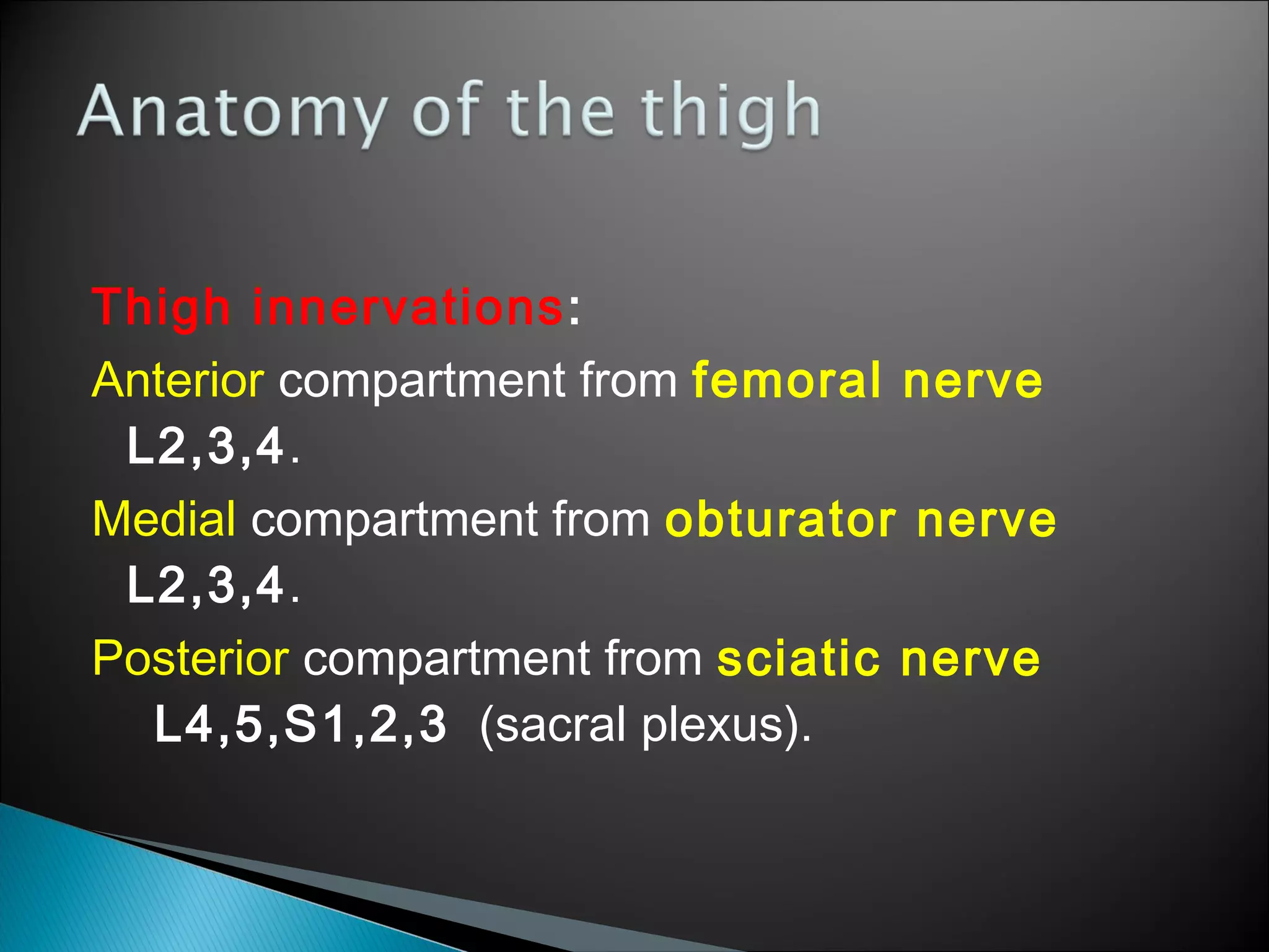 Thigh - Ant.Compartment - Anatomy | PPT