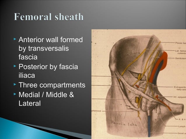 Thigh - Ant.Compartment - Anatomy | PPT