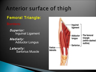 Thigh - Ant.Compartment - Anatomy | PPT
