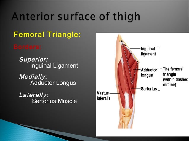 Thigh - Ant.Compartment - Anatomy | PPT