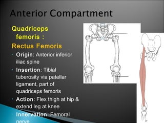 Thigh - Ant.Compartment - Anatomy | PPT