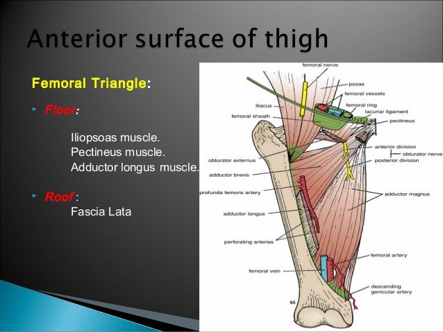 Floor Of Femoral Triangle