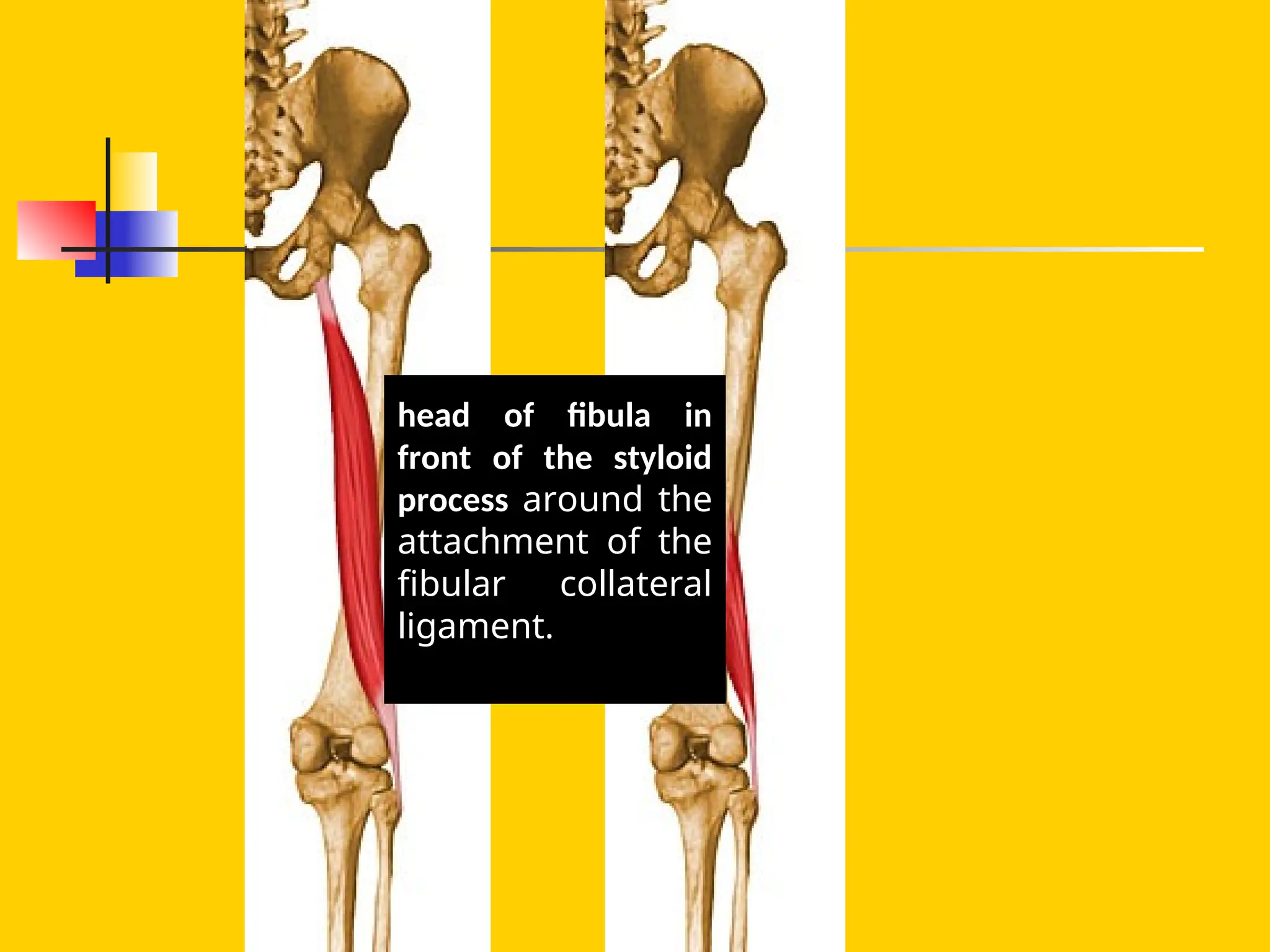 anatomy of the Thigh & gluteal muscles.ppt