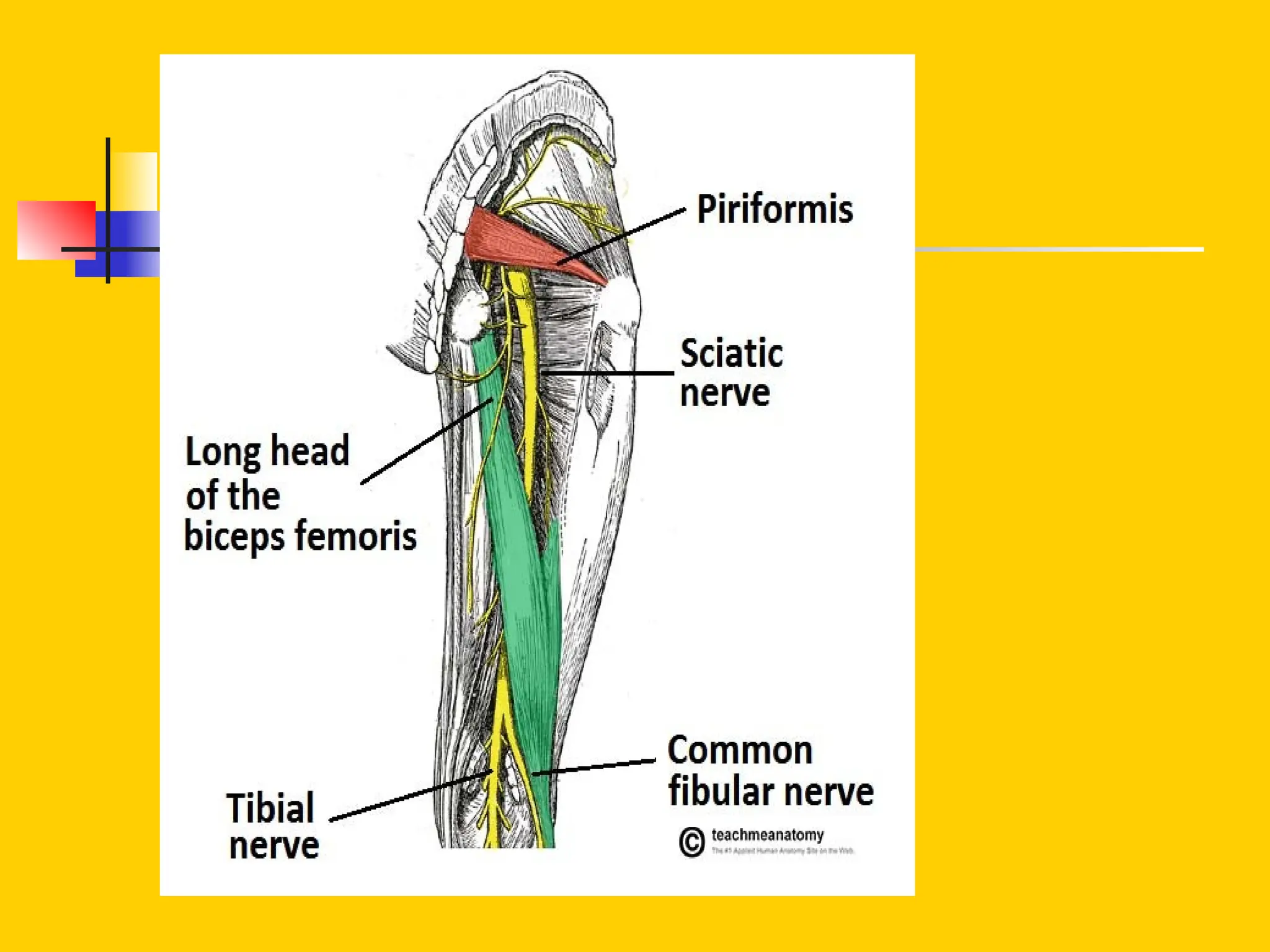 anatomy of the Thigh & gluteal muscles.ppt