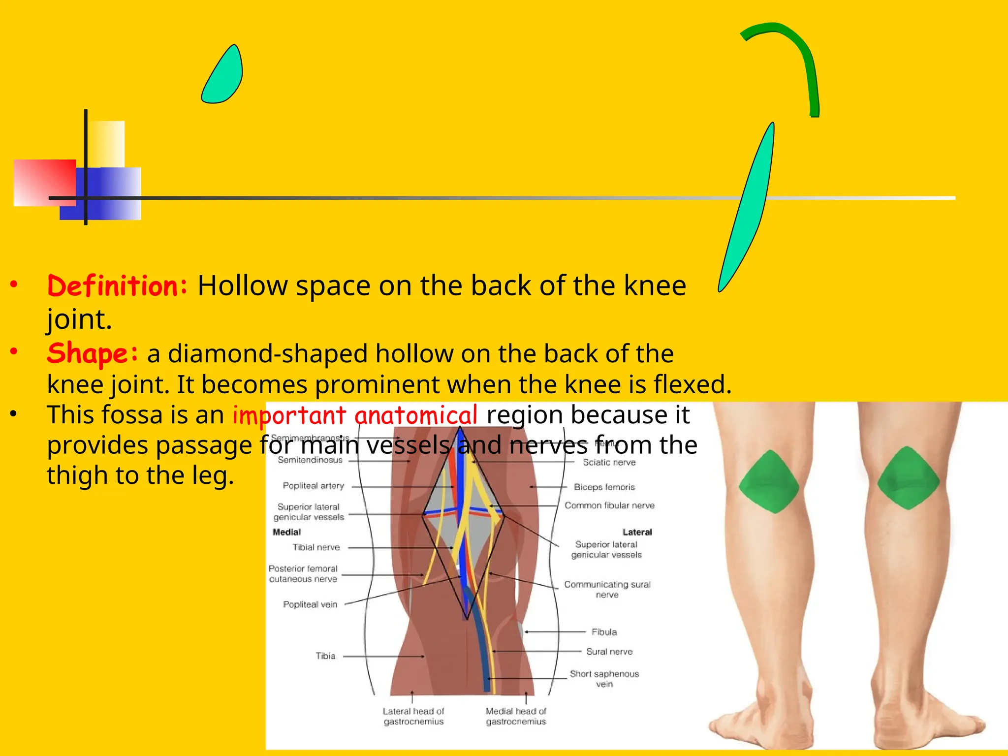 anatomy of the Thigh & gluteal muscles.ppt