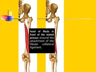 anatomy of the Thigh & gluteal muscles.ppt