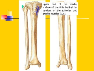 anatomy of the Thigh & gluteal muscles.ppt