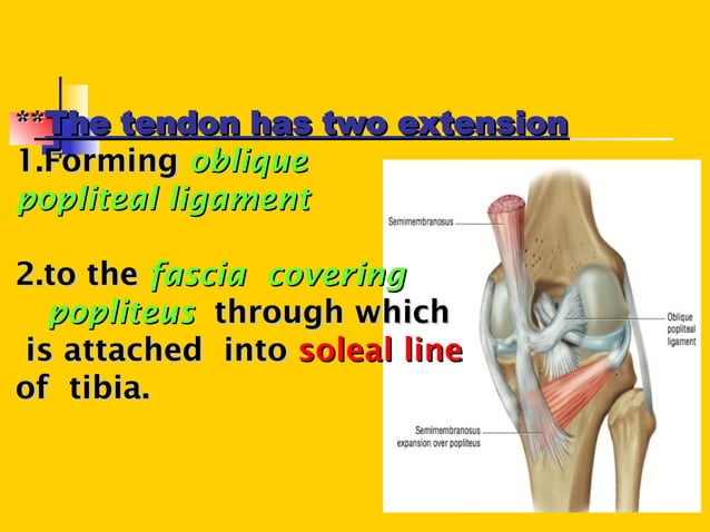 anatomy of the Thigh & gluteal muscles.ppt