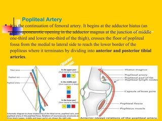 anatomy of the Thigh & gluteal muscles.ppt