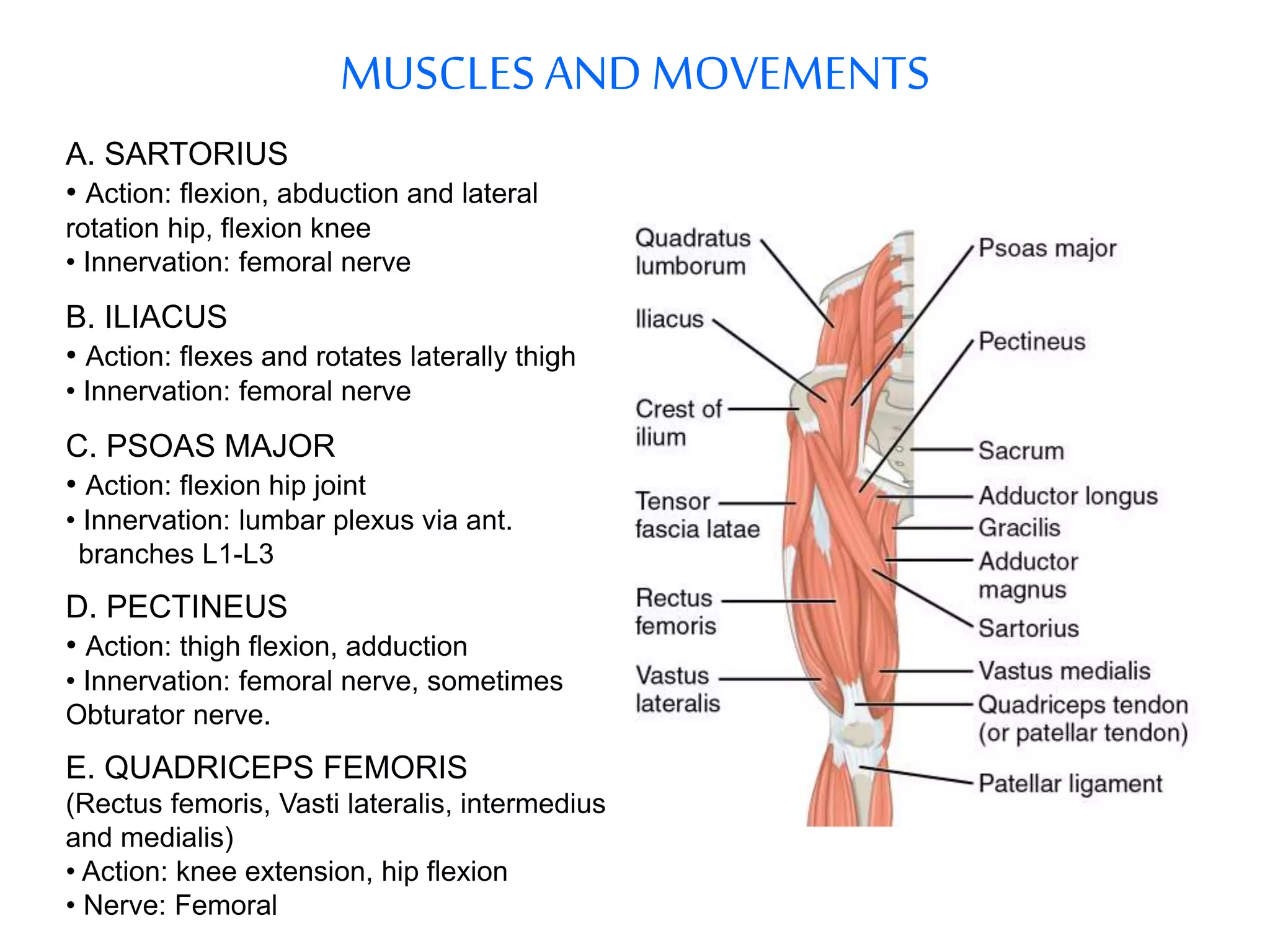 anatomy of thigh | PPTX