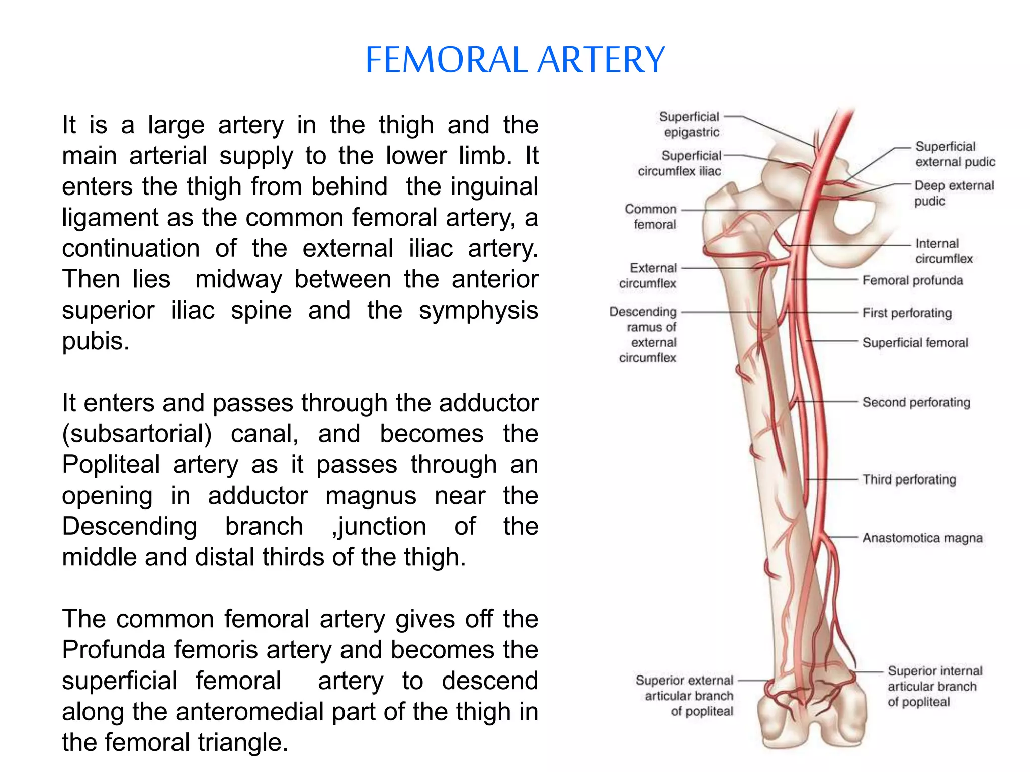 anatomy of thigh | PPTX