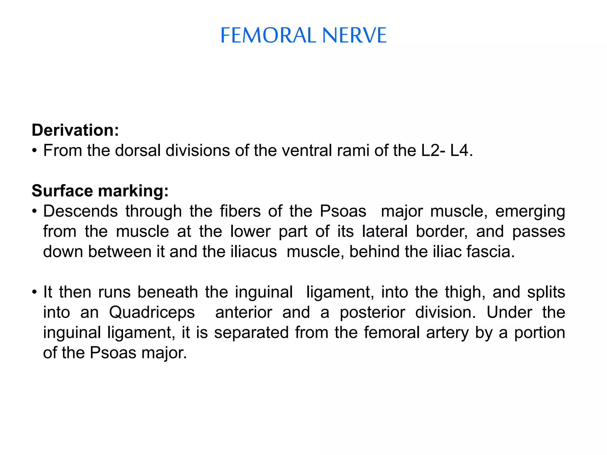 anatomy of thigh | PPTX
