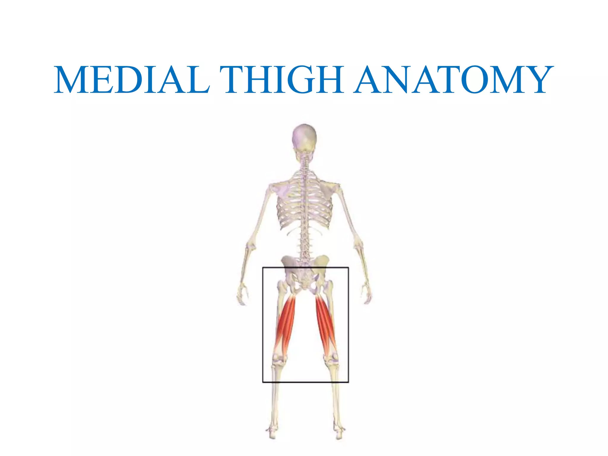 anatomy of thigh | PPTX