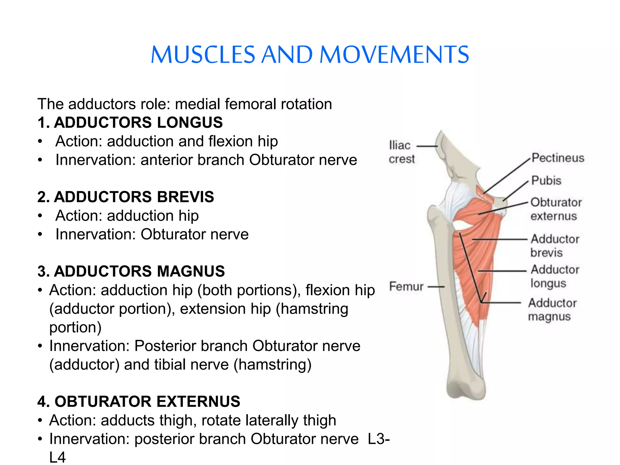 anatomy of thigh | PPTX