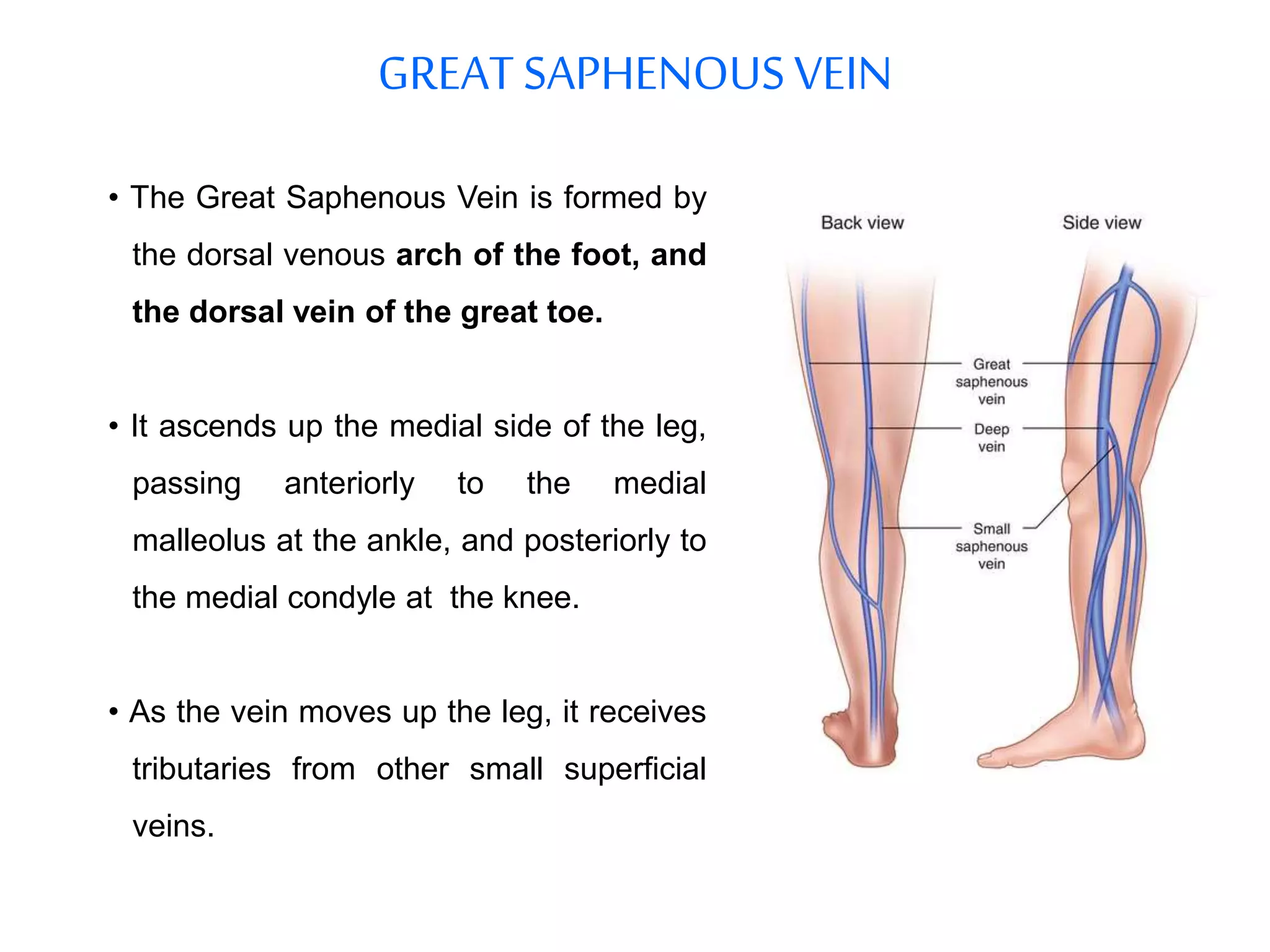 anatomy of thigh | PPTX