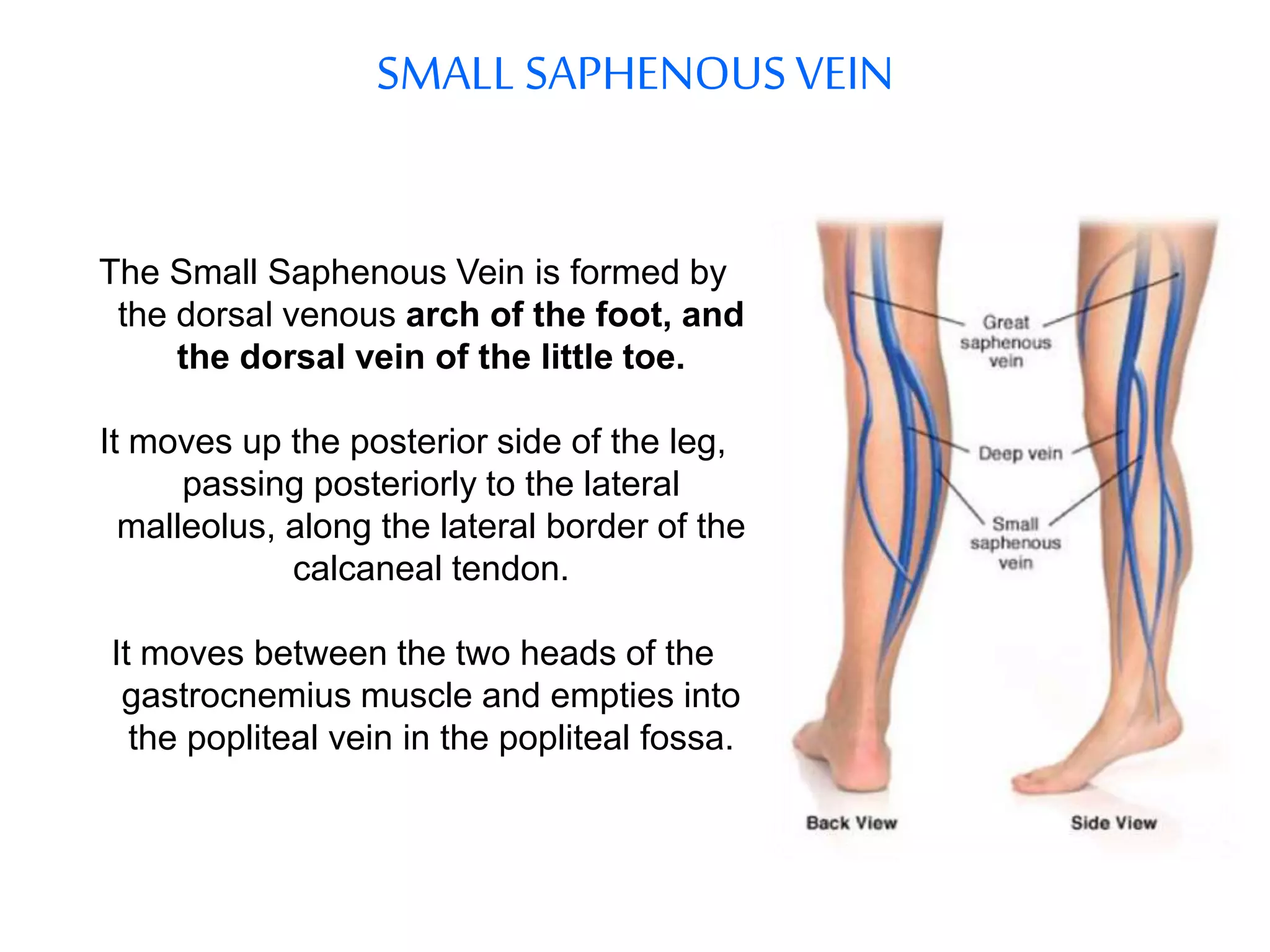 anatomy of thigh | PPTX