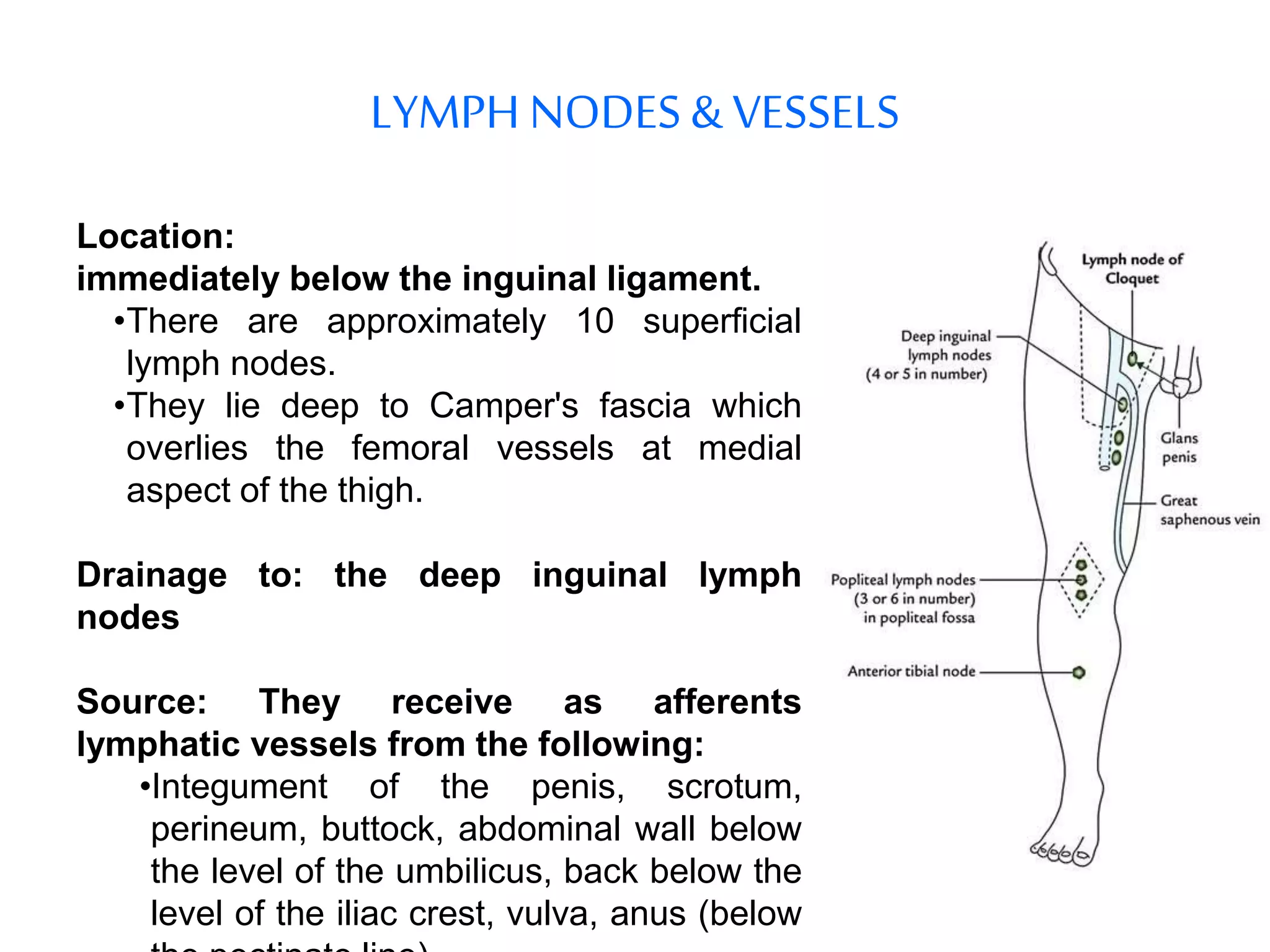 anatomy of thigh | PPTX