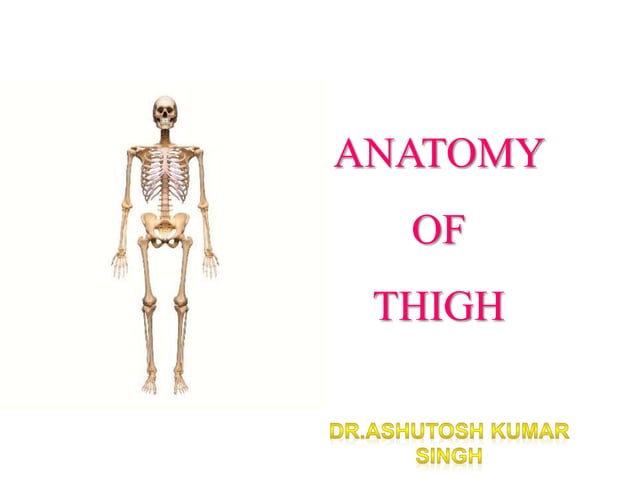 anatomy of thigh | PPTX