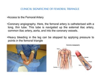 anatomy of thigh | PPTX