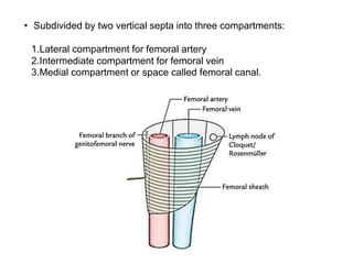 anatomy of thigh | PPTX