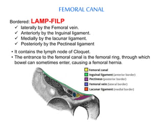 Femoral Ring Boundaries