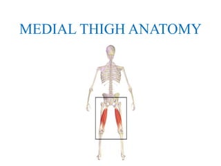 anatomy of thigh | PPTX