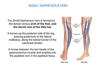 anatomy of thigh | PPTX