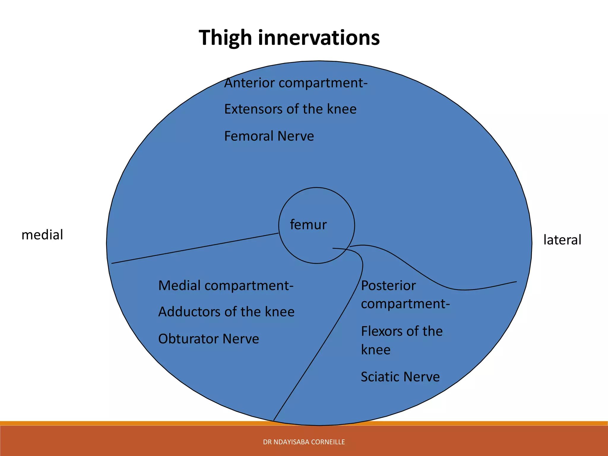 THIGH ANATOMY.pptx