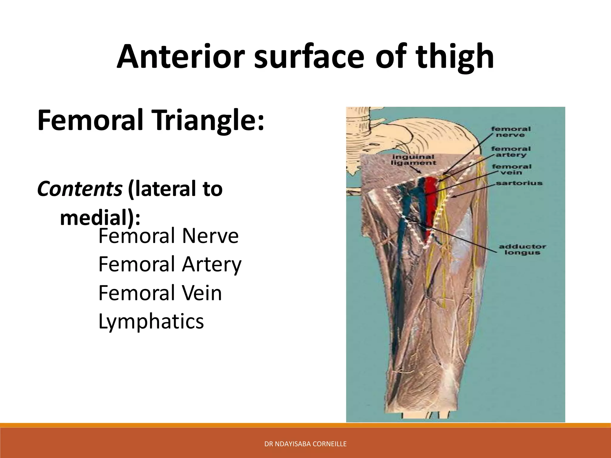 THIGH ANATOMY.pptx | Death, Injury, or Military Conflict | Sensitive Topics