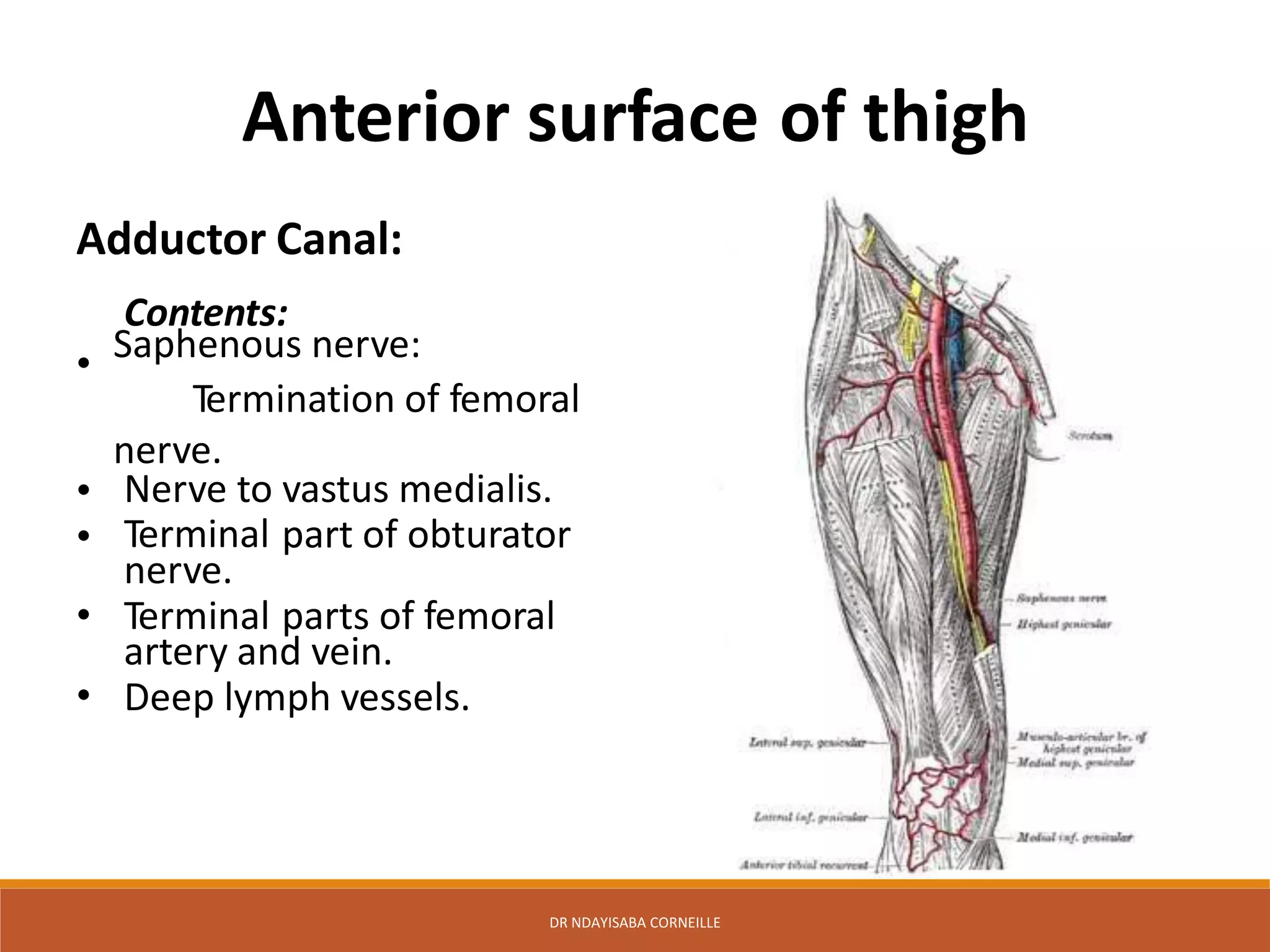 THIGH ANATOMY.pptx