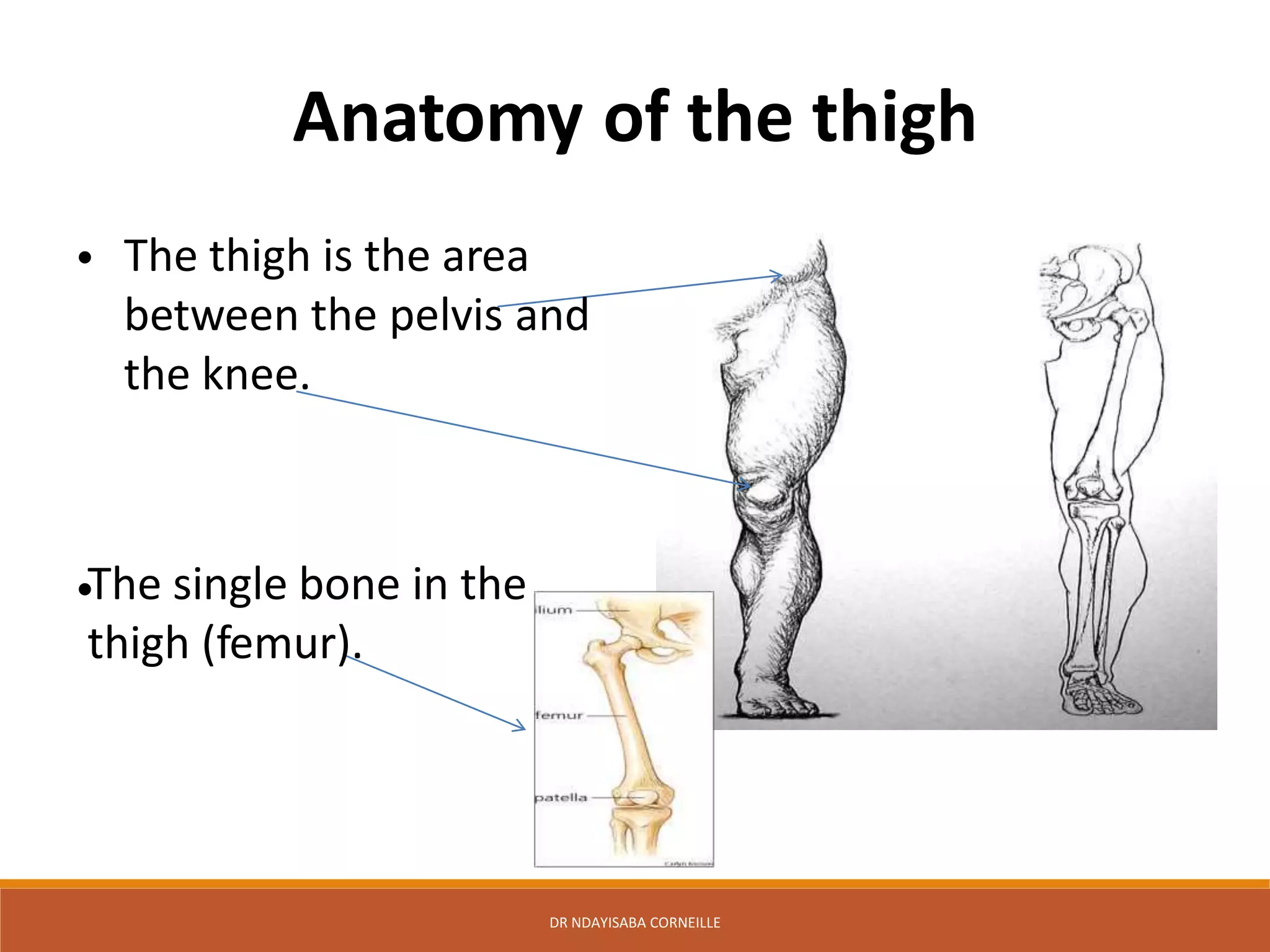 THIGH ANATOMY.pptx