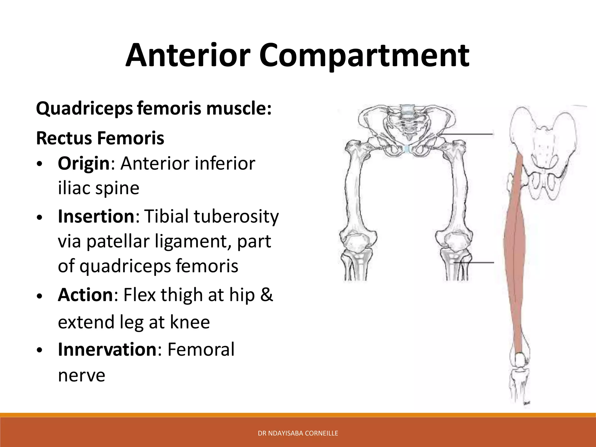 THIGH ANATOMY.pptx