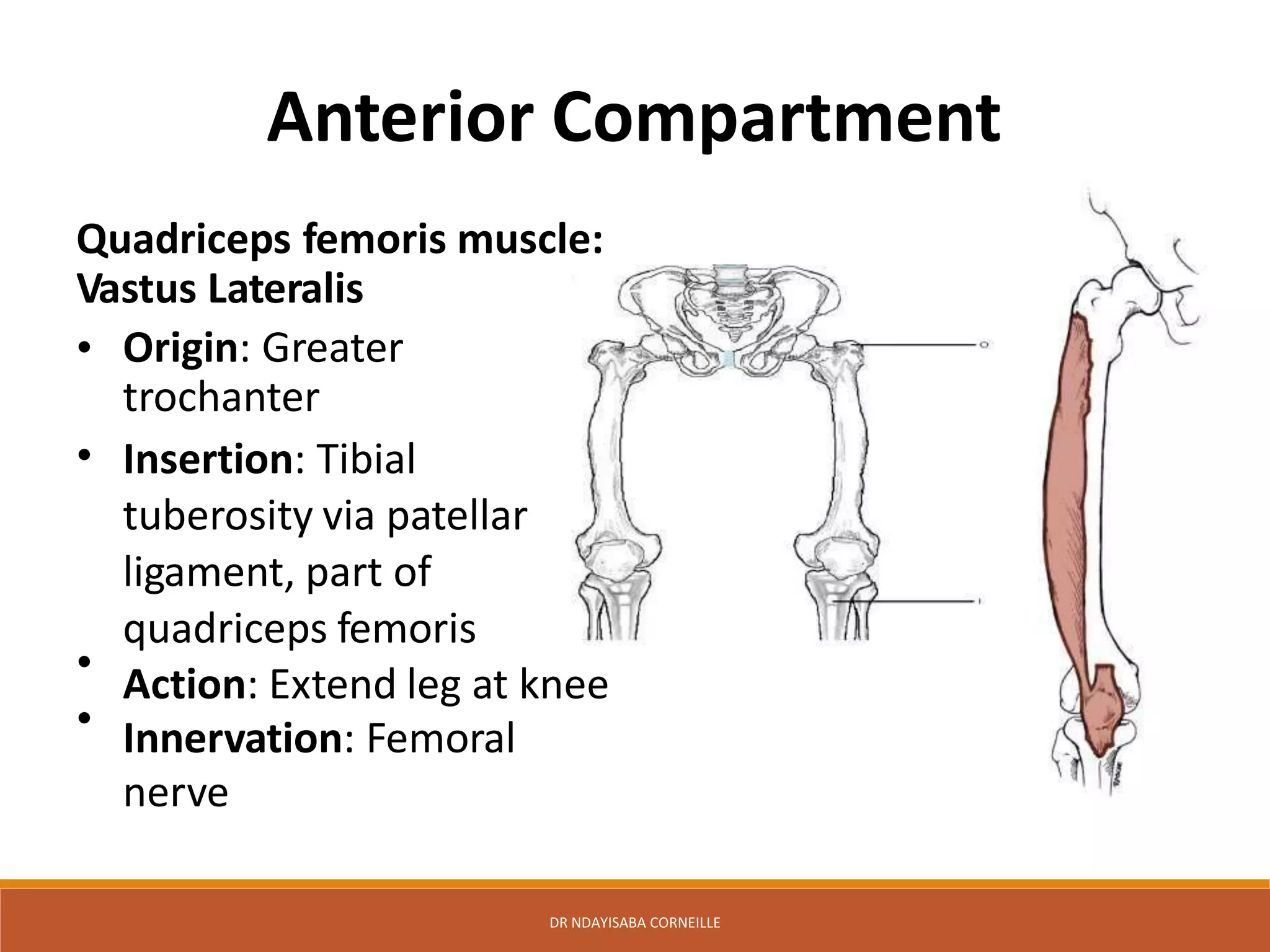 THIGH ANATOMY.pptx