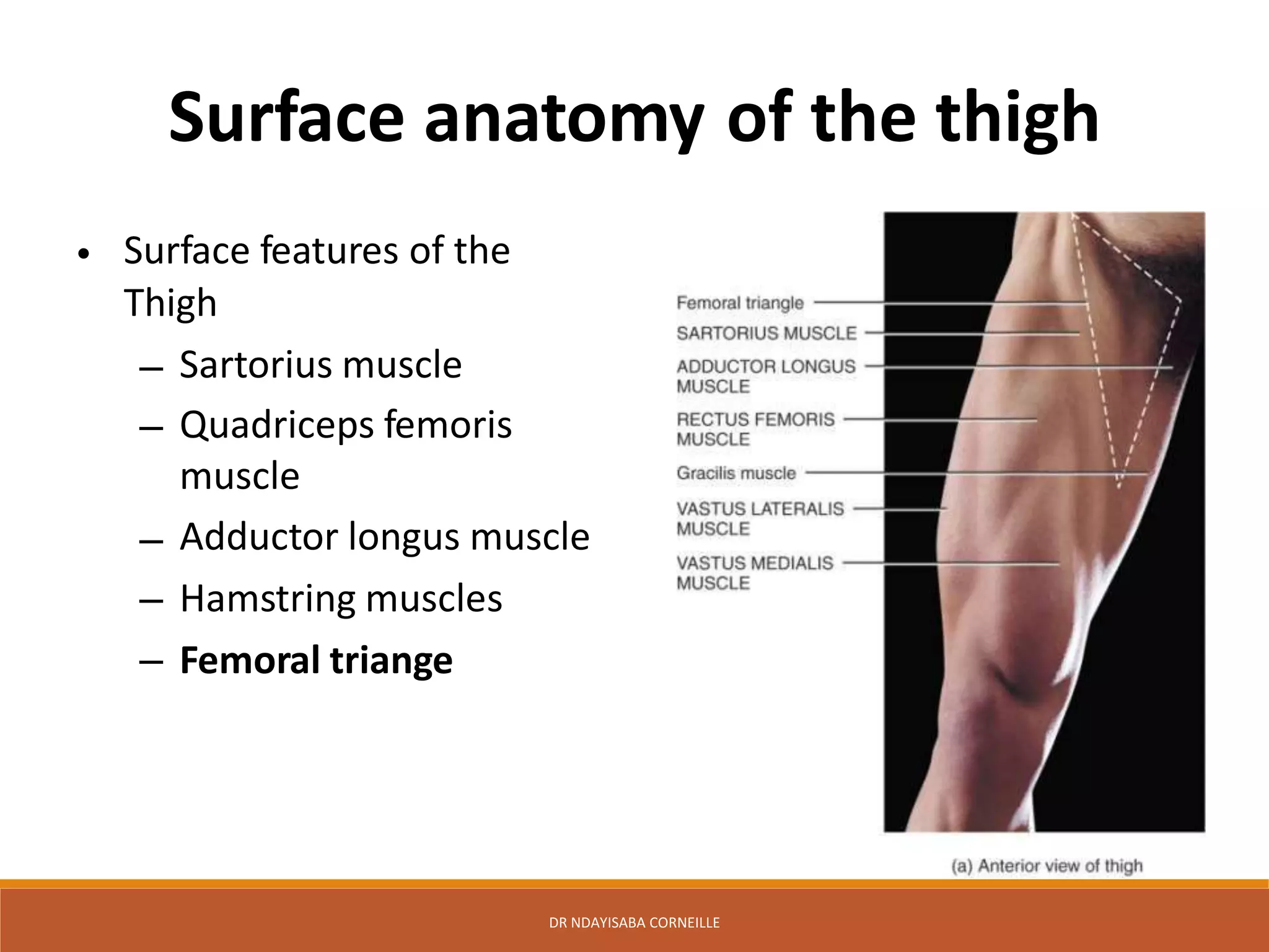 THIGH ANATOMY.pptx