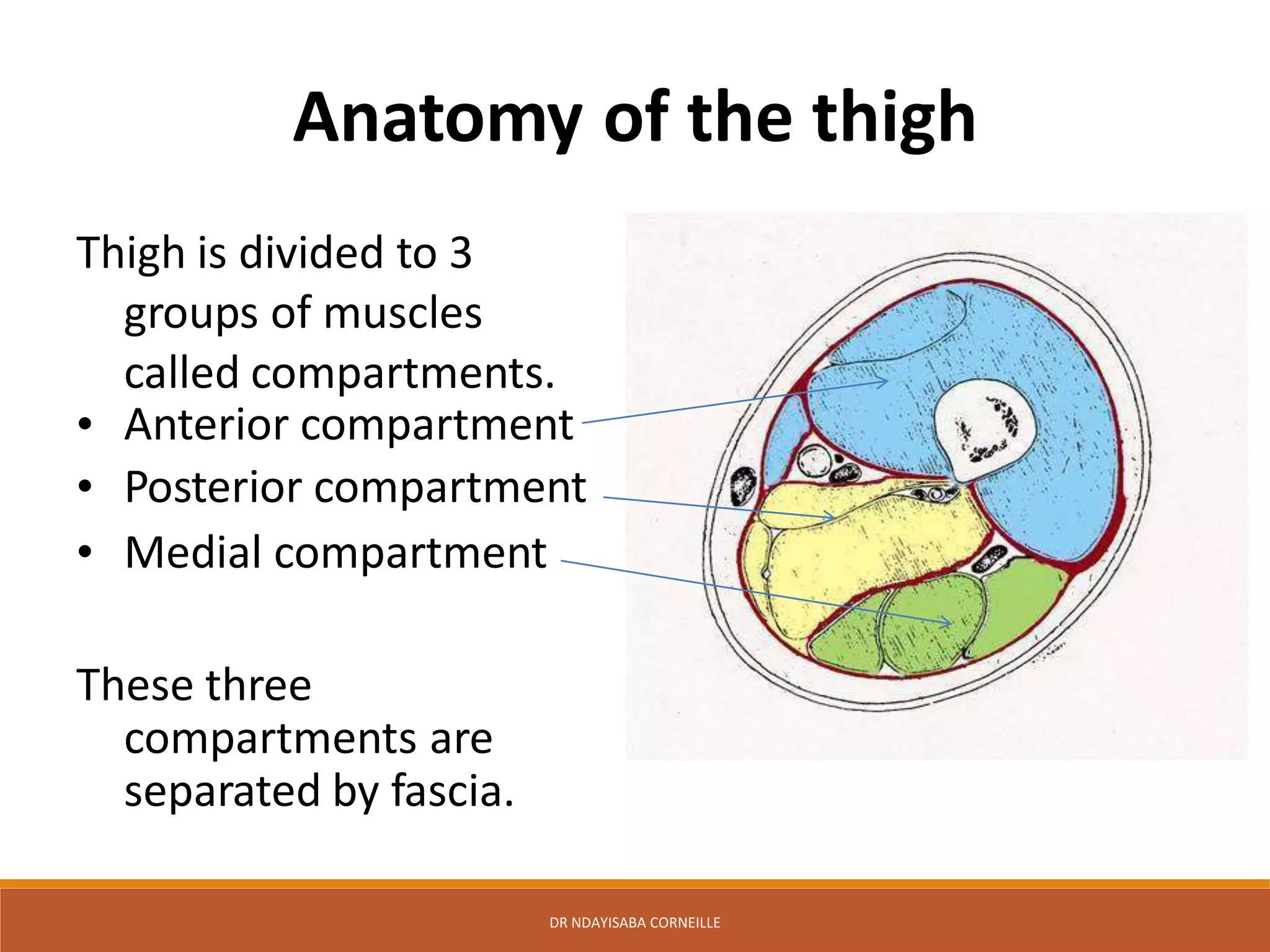 THIGH ANATOMY.pptx