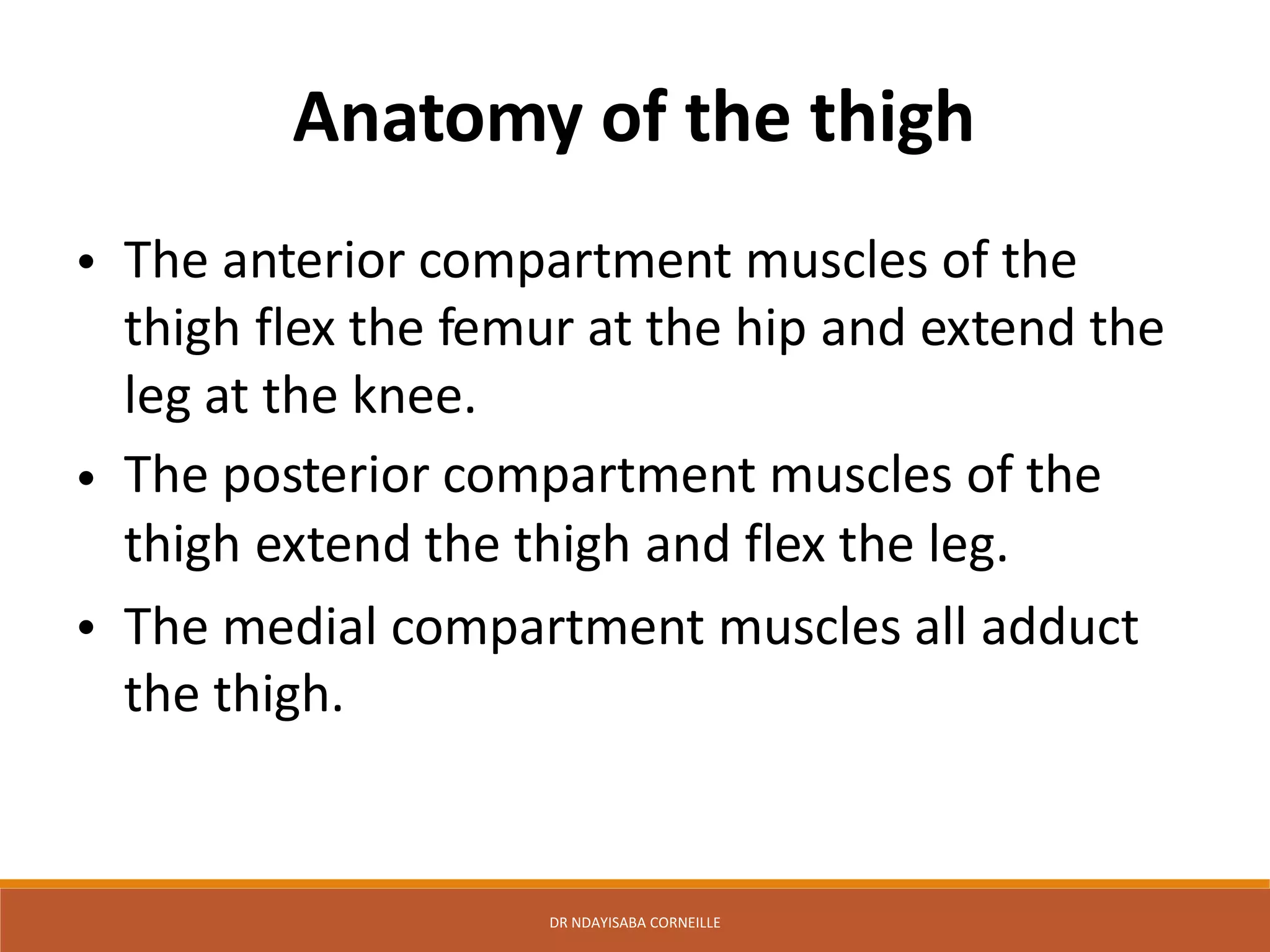 THIGH ANATOMY.pptx