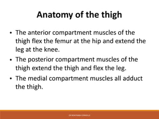 THIGH ANATOMY.pptx