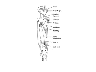 Thigh and Femoral Triangle Student.ppt