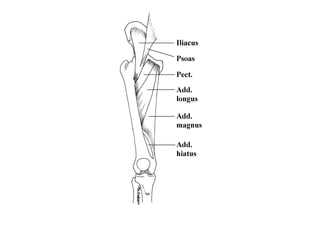 Thigh and Femoral Triangle Student.ppt