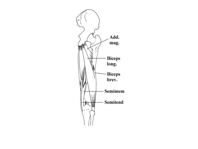 Thigh and Femoral Triangle Student.ppt