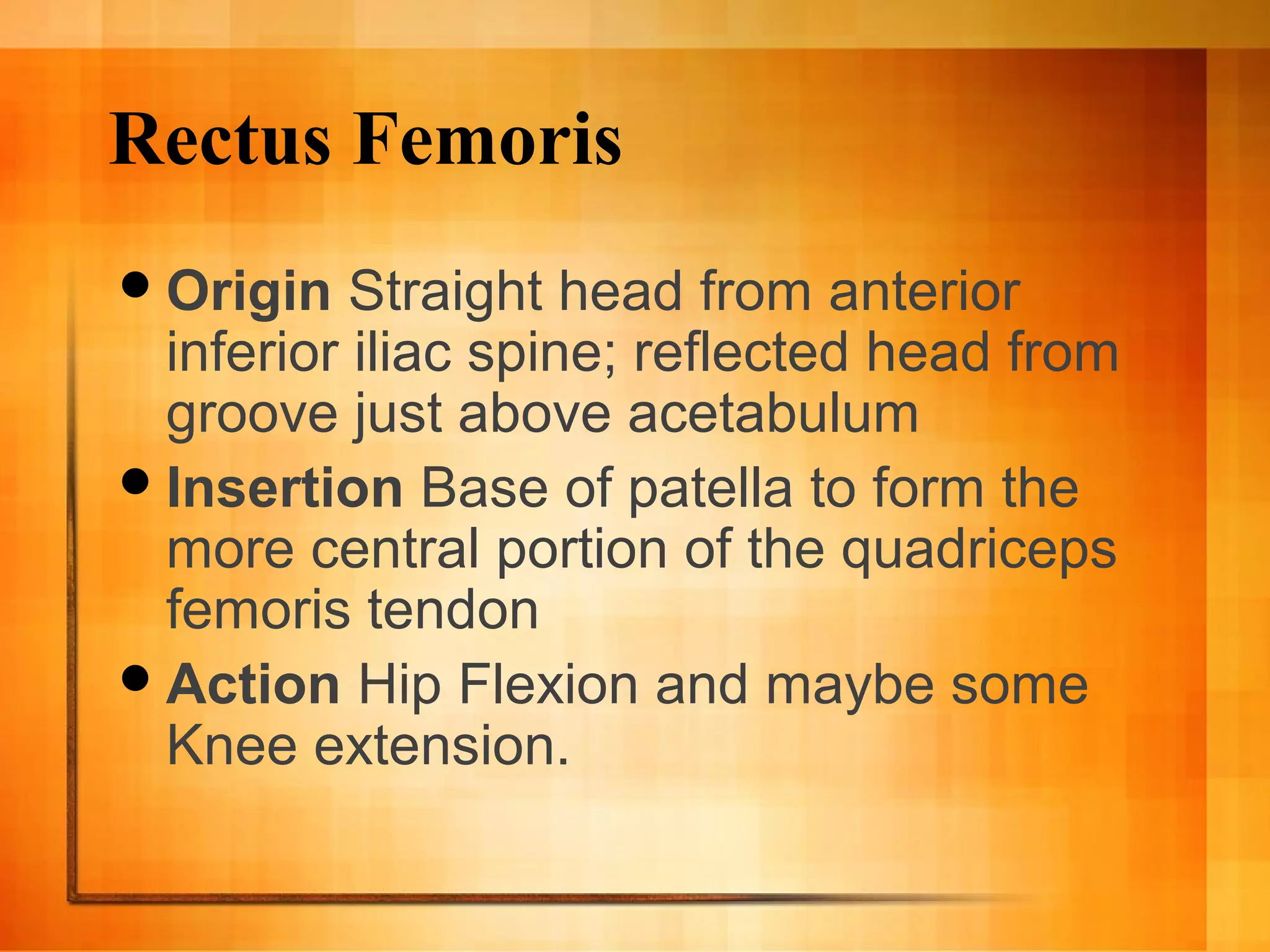 Thigh and hip muscles | PPT