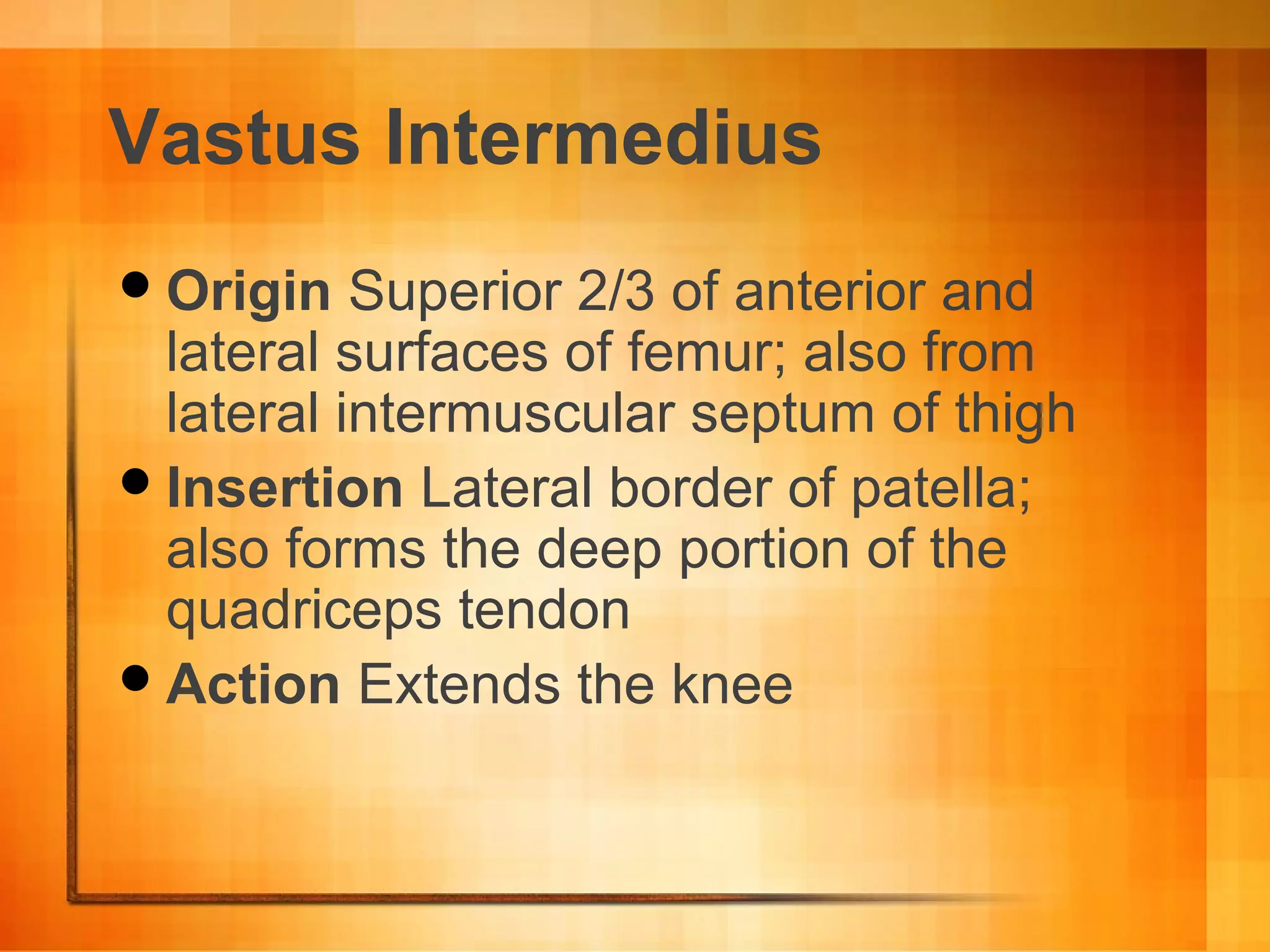Thigh and hip muscles | PPT