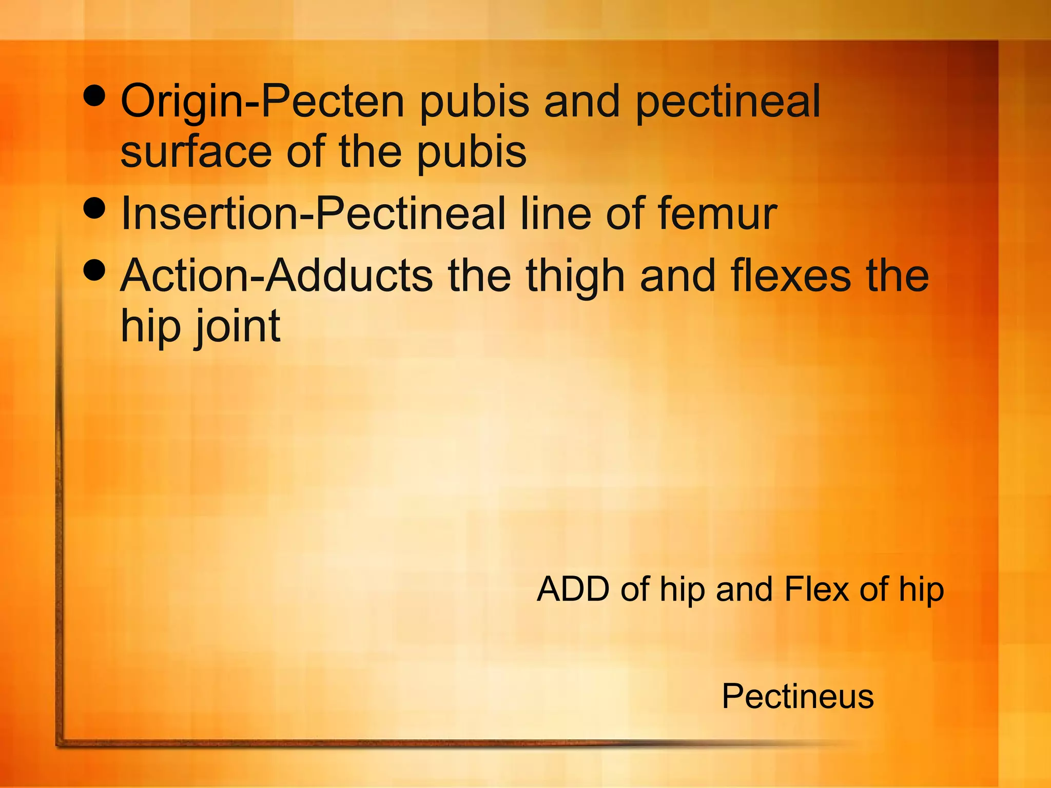 Thigh and hip muscles | PPT