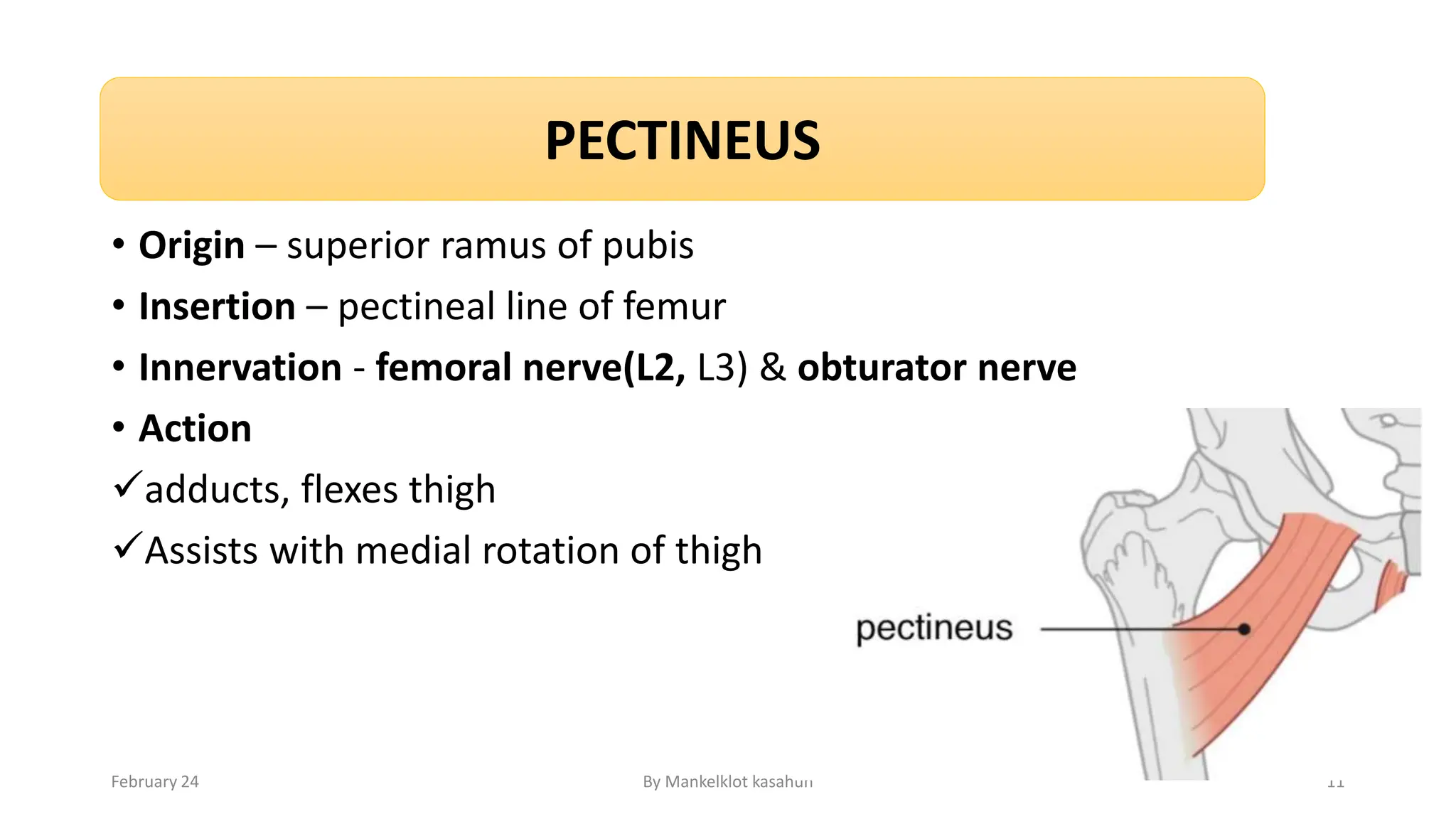 anterior medial compartment muscle neurovasculature femoral triangle ...