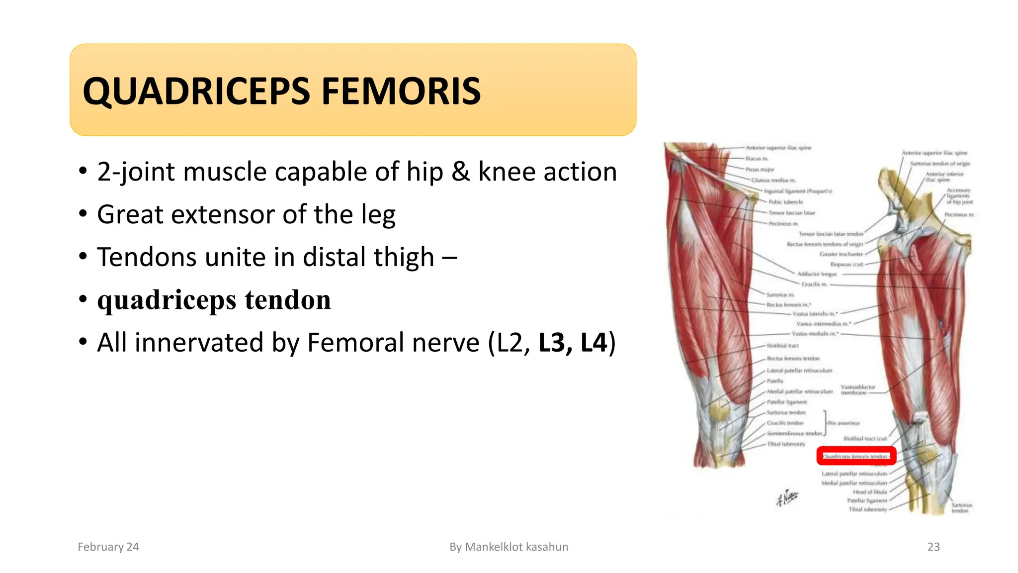 anterior medial compartment muscle neurovasculature femoral triangle ...