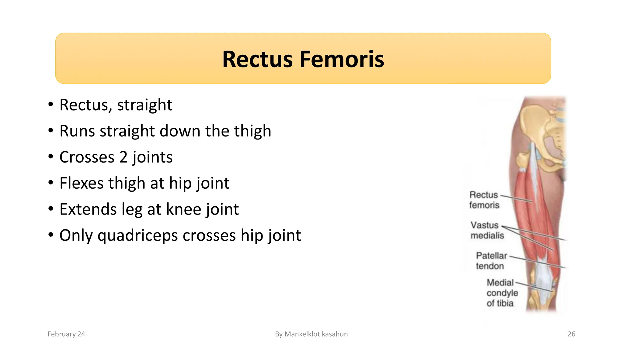 anterior medial compartment muscle neurovasculature femoral triangle ...