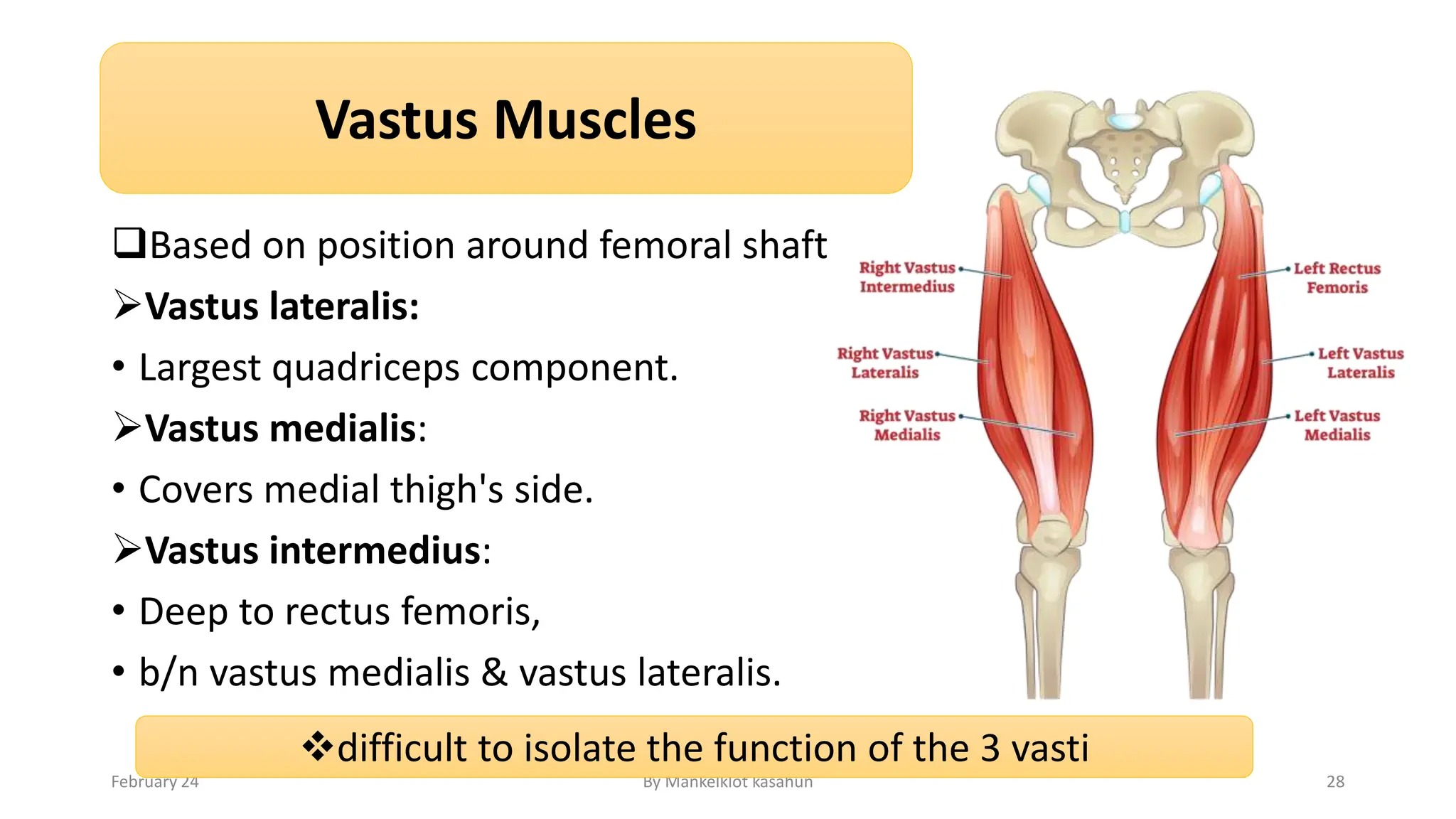 anterior medial compartment muscle neurovasculature femoral triangle ...