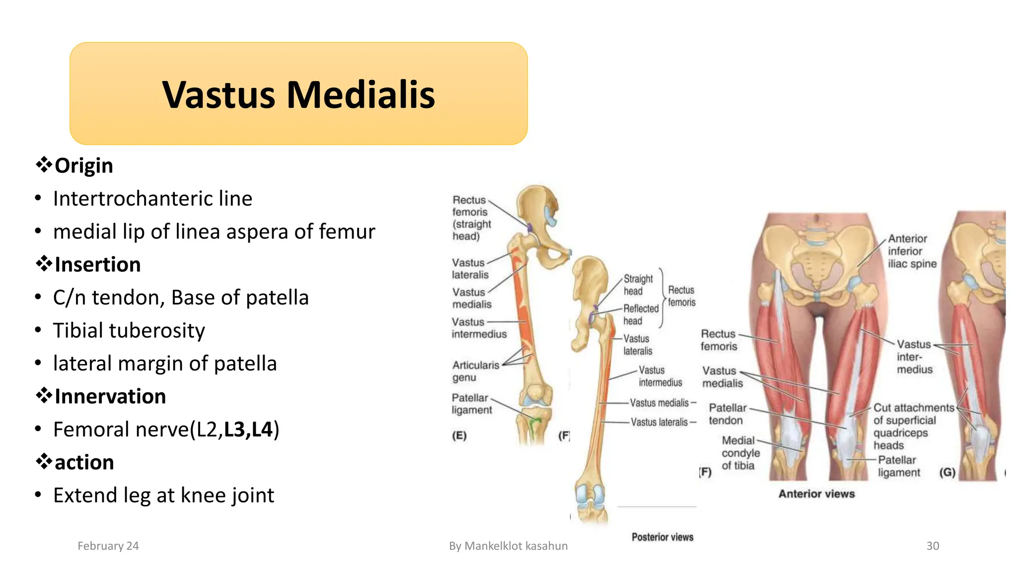 anterior medial compartment muscle neurovasculature femoral triangle ...