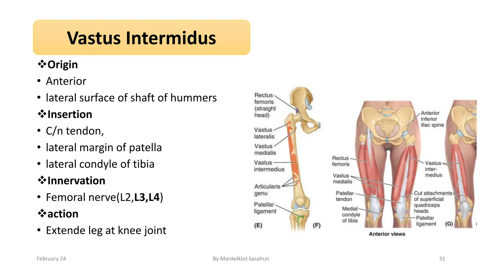 anterior medial compartment muscle neurovasculature femoral triangle ...
